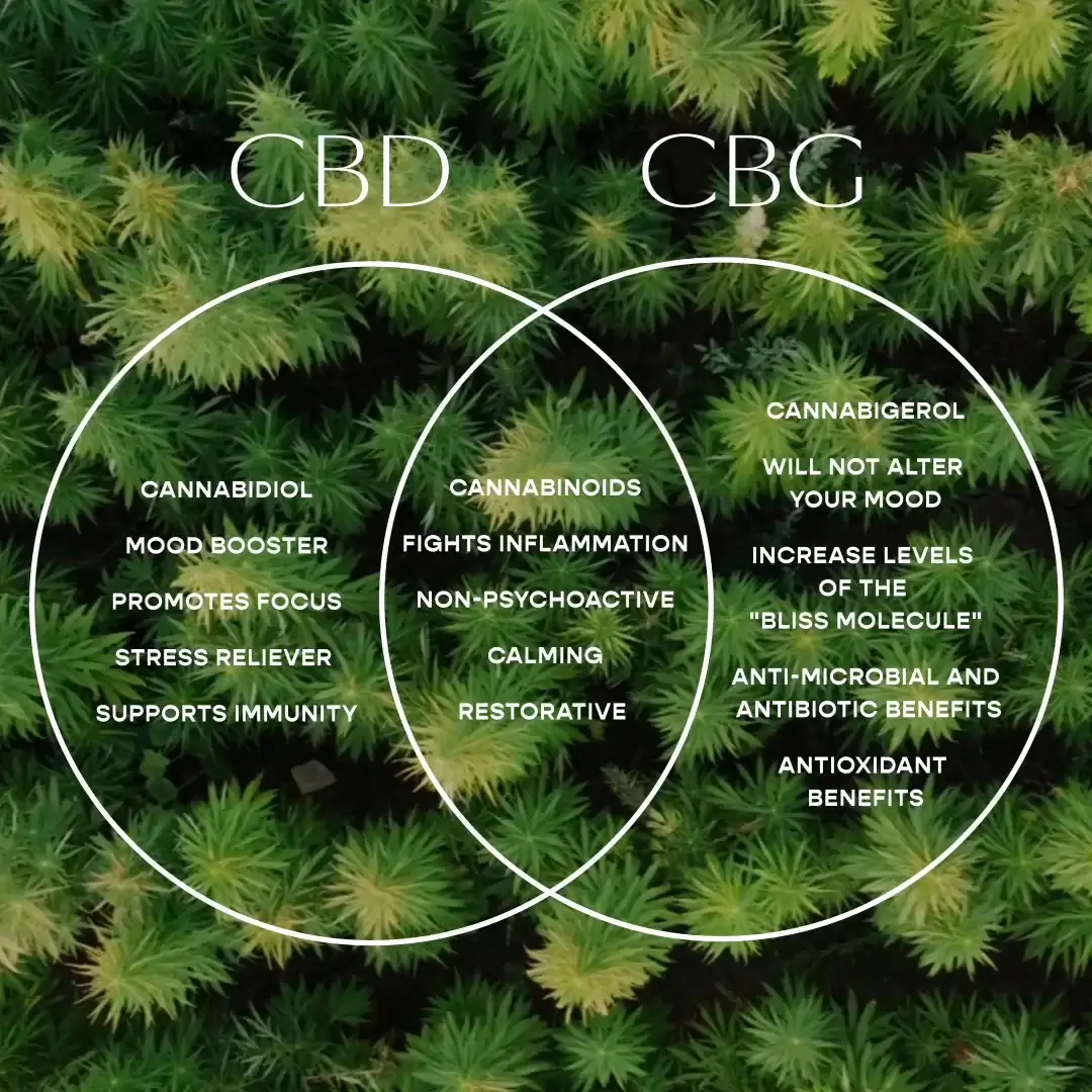 CBD Vs CBG What s The Difference And Which Is Right For You 