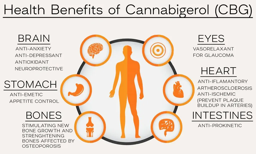 CBD Vs CBG What s The Difference And Which Is Right For You CBD Vs CBG What s The Difference And Which Is Right For You
